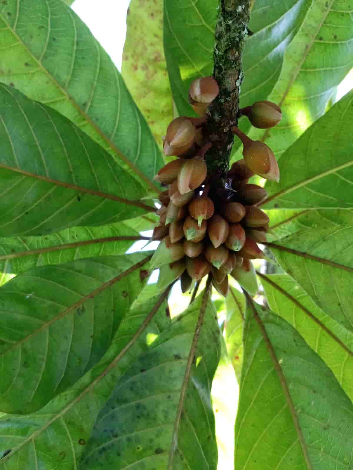 Pouteria lucuma, alimento ancestral para conservar - Mundo Agropecuario