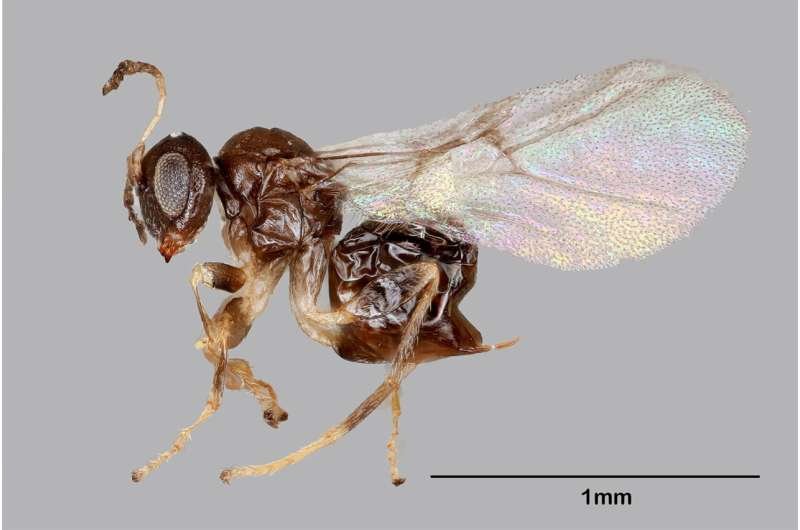 Biólogos descubren nuevas especies de insectos - Mundo Agropecuario