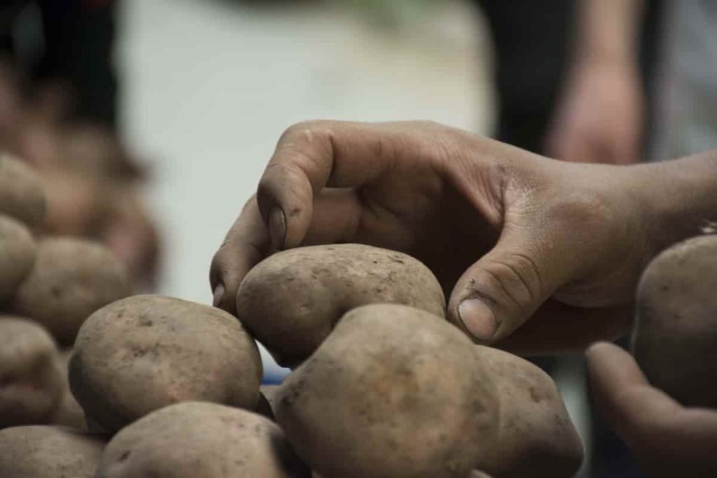 Productores de papa vencen a un gusano devastador con papel hecho de ...