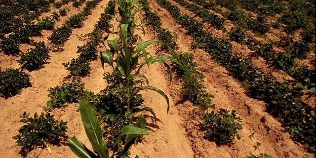Cultivos intercalados para la eficiencia ecológica y económica en la ...