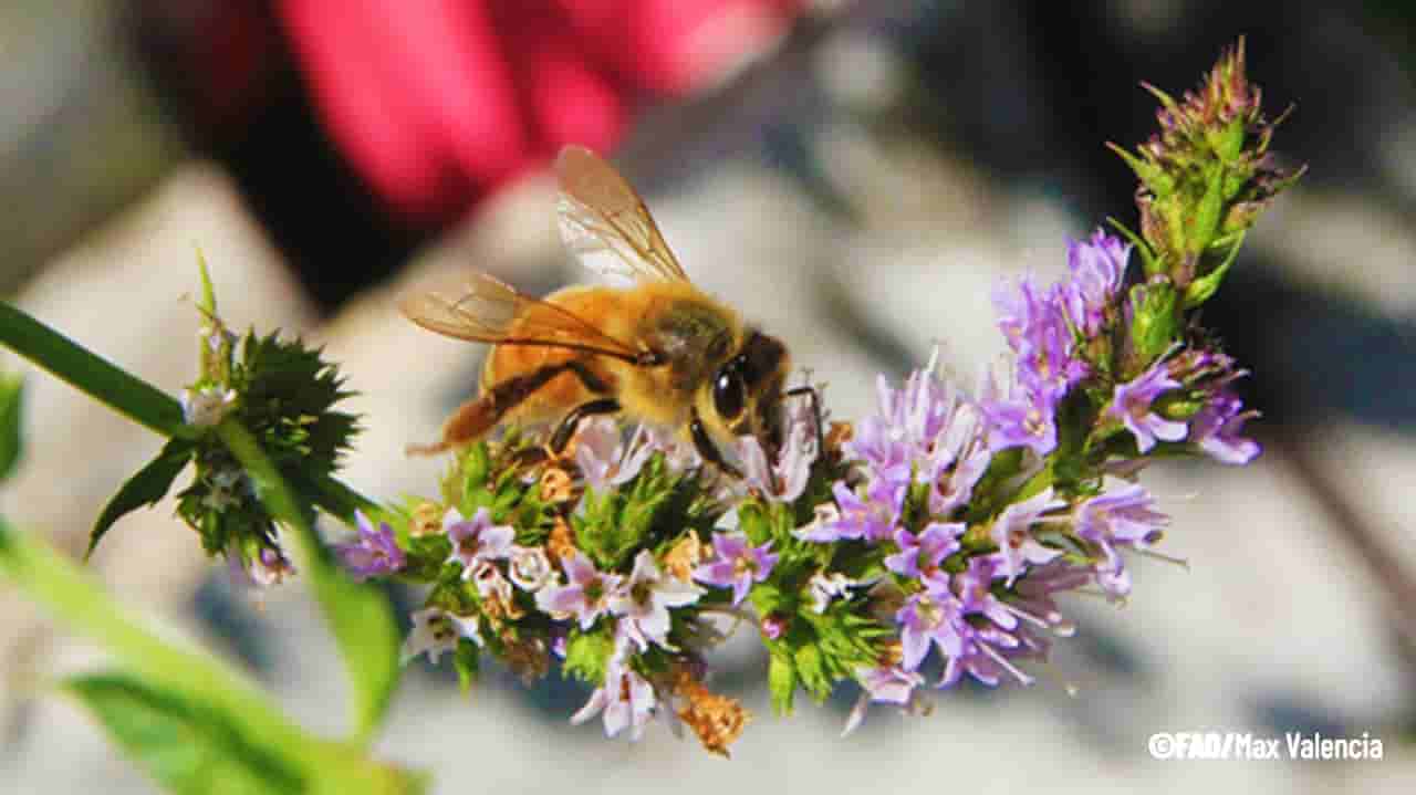 Las Abejas Y Los Polinizadores Criaturas Pequeñas Pero Grandes