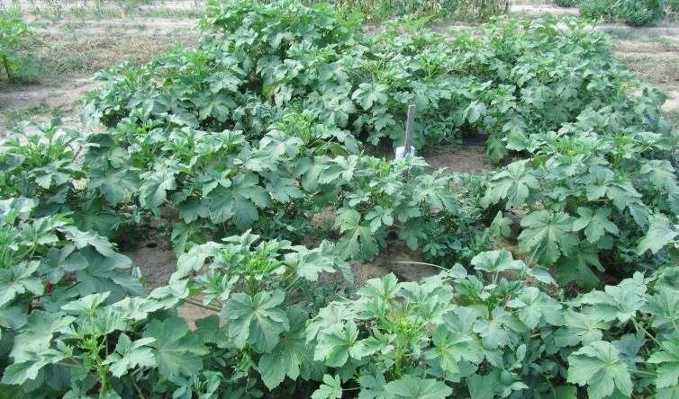 El cultivo intercalado aumenta la producción de hortalizas - Mundo ...