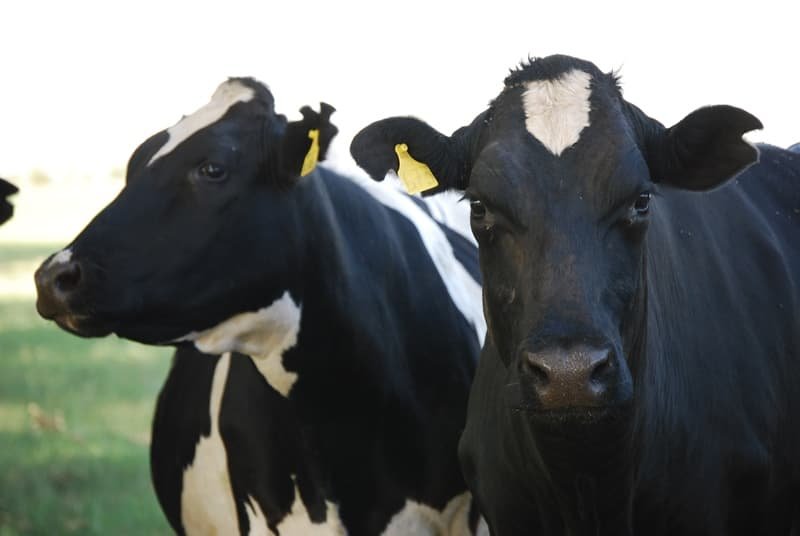 Qué significa contar con la primera cepa vacunal contra la Leucosis ...