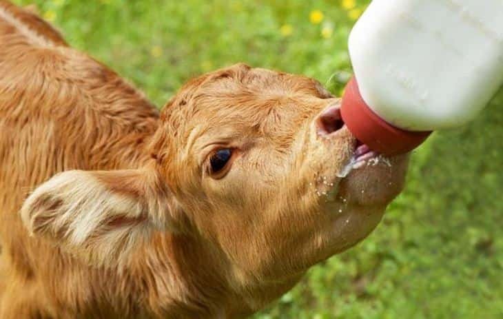 La leche de transición en lugar de un sustituto demostró ser mucho más ...