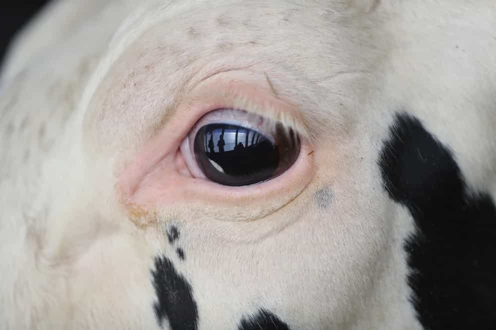 Cómo es el curioso método de los ganaderos africanos para evitar que ...