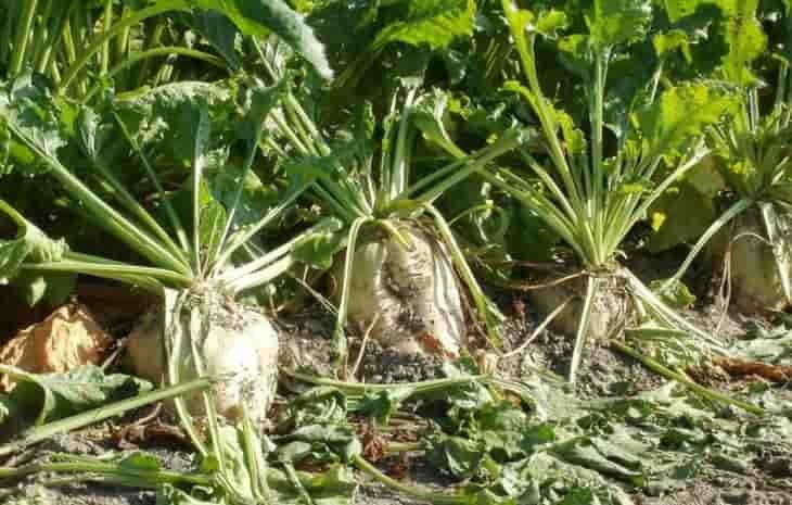 Plantación optimizada de remolacha azucarera 2023 - Mundo Agropecuario