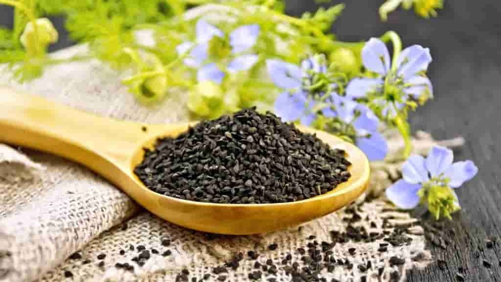 ¿Cuáles son algunas investigaciones actuales sobre el cultivo de comino ...