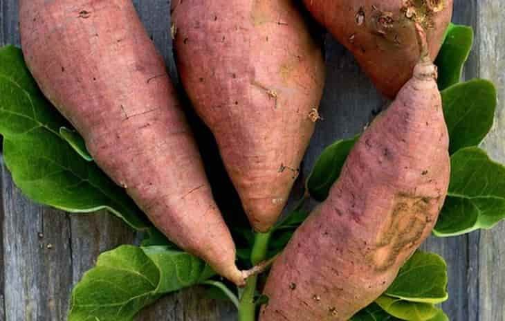 Enfermedades de la Batata: Causas, Síntomas y Métodos de Control ...