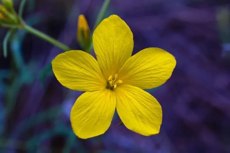 Nuevas variedades de camelina y el mercado de biocombustibles han ...