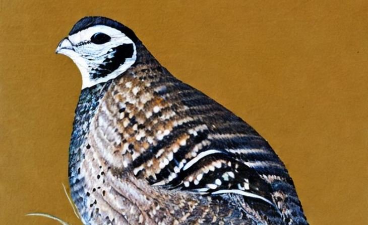 Cultivo de codornices para principiantes - Mundo Agropecuario