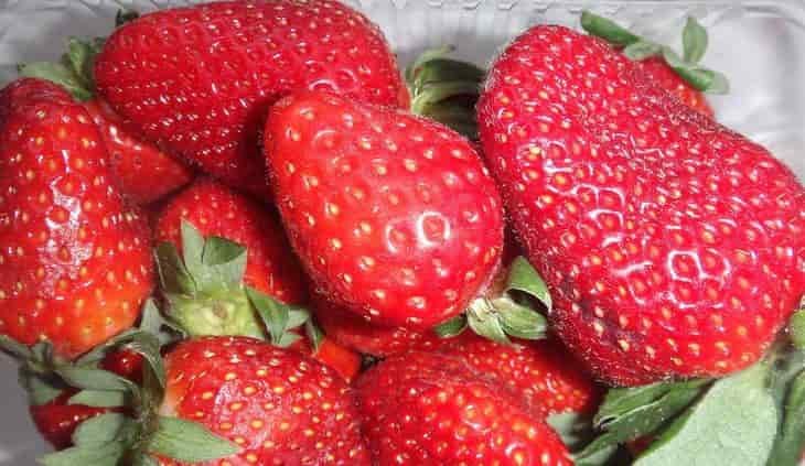 Investigadores identifican una nueva proteína que controla la ...