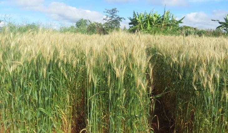 Los científicos han establecido el origen del trigo harinero para ...