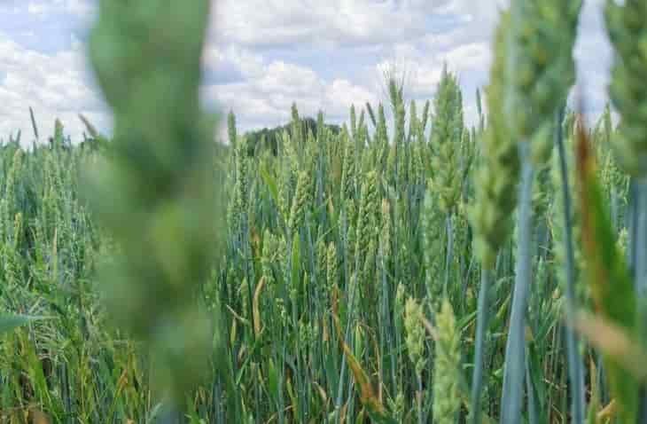 Por qué es importante la desecación - Mundo Agropecuario