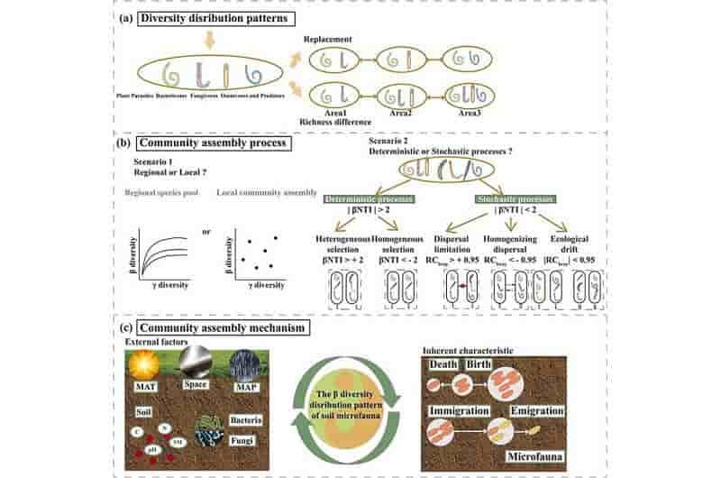 Cómo cambia la diversidad de la microfauna del suelo y el ensamblaje de ...