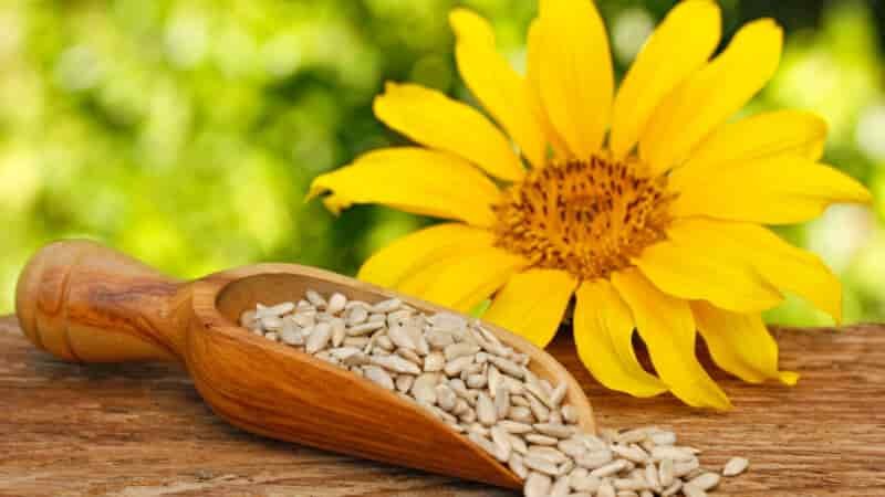 La increíble semilla comestible: debajo de la cáscara - Mundo Agropecuario