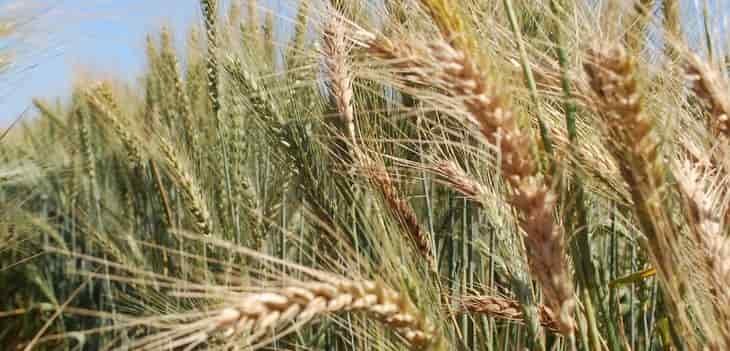 El trigo regenerativo en México ha superado al trigo tradicional en ...