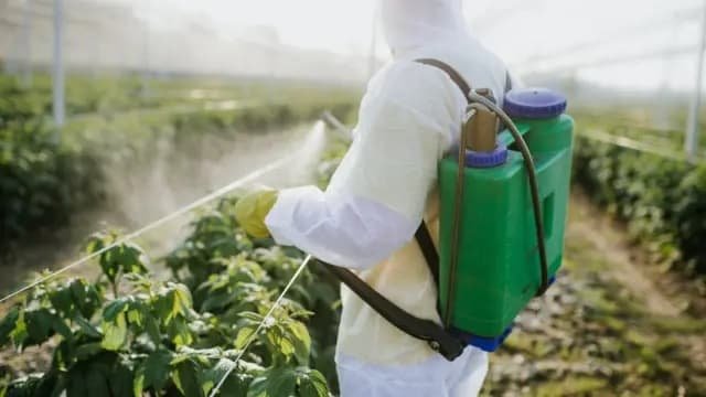 Francia prohibirá los alimentos tratados con un pesticida prohibido ...
