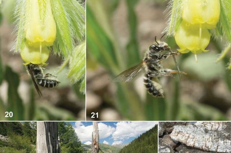 El descubrimiento de especies raras de abejas vincula los Alpes ...