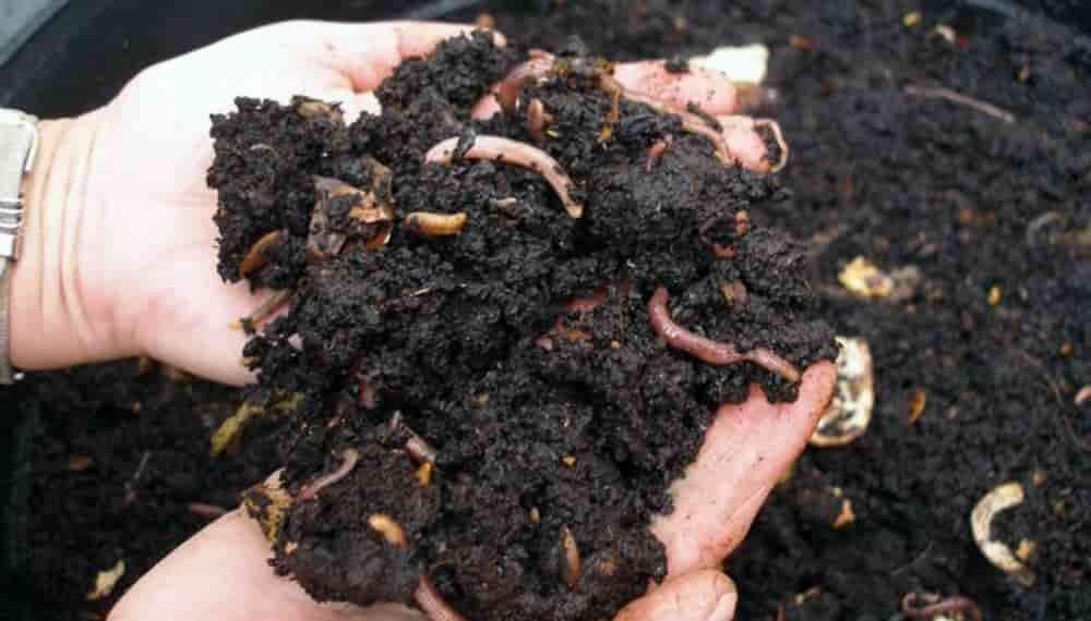 El humus de lombriz: El oro negro de la tierra. - Mundo Agropecuario