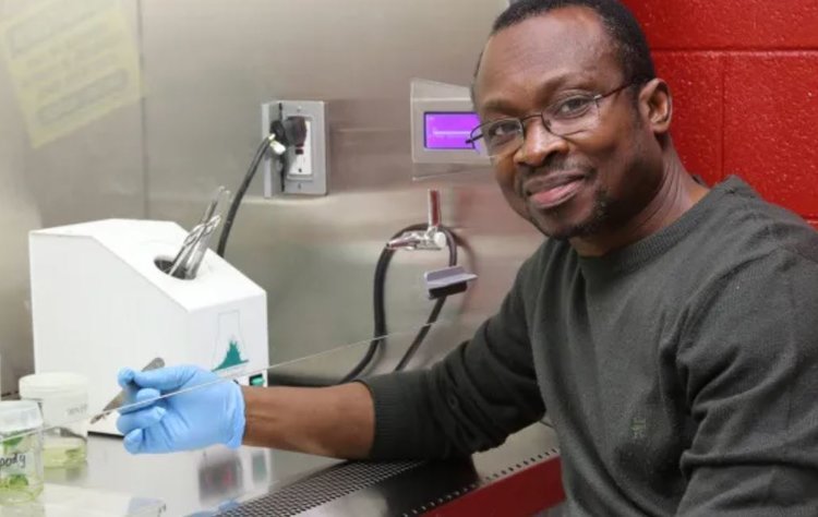 Científicos canadienses seleccionaron 50 clones diploides prometedores ...