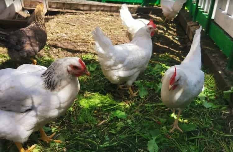 ¿Qué perchas para gallinas facilitan la vida de las aves y de sus ...