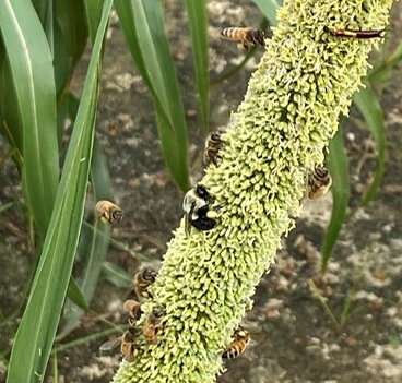 El mijo perla obtiene la aprobación de las abejas y otros polinizadores ...