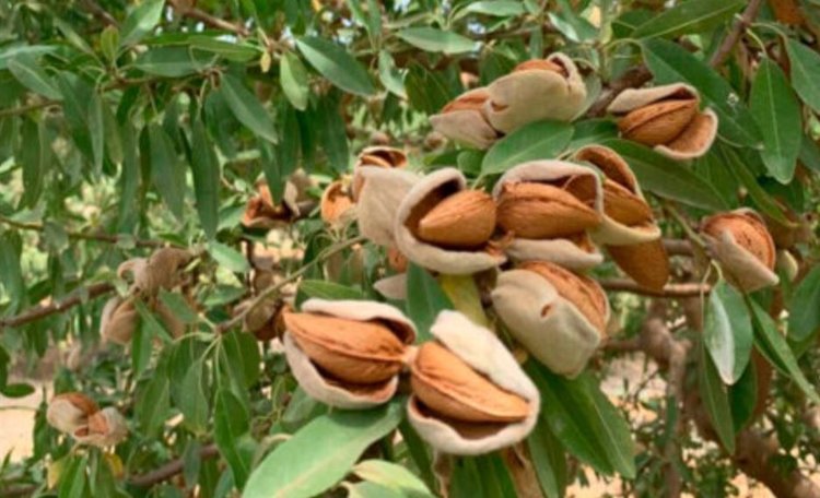 El ecosistema del almendro en España es mucho más ecológico que en EE ...