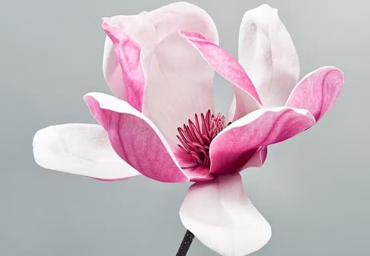 Revisión de nombres científicos: La controversia de las magnolias