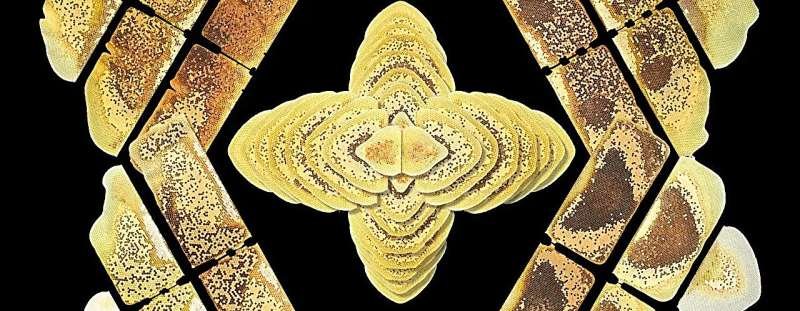 Simetría en biología: las abejas y su arquitectura simétrica