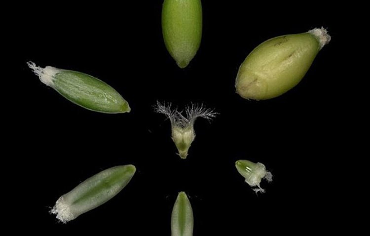 Nucellus en semillas de cebada para aumentar rendimiento