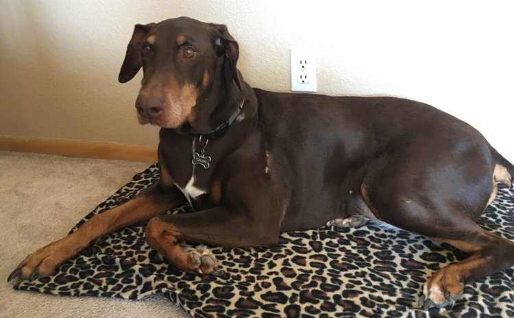 Curación osteosarcoma perro cirugía poco común y exitosa