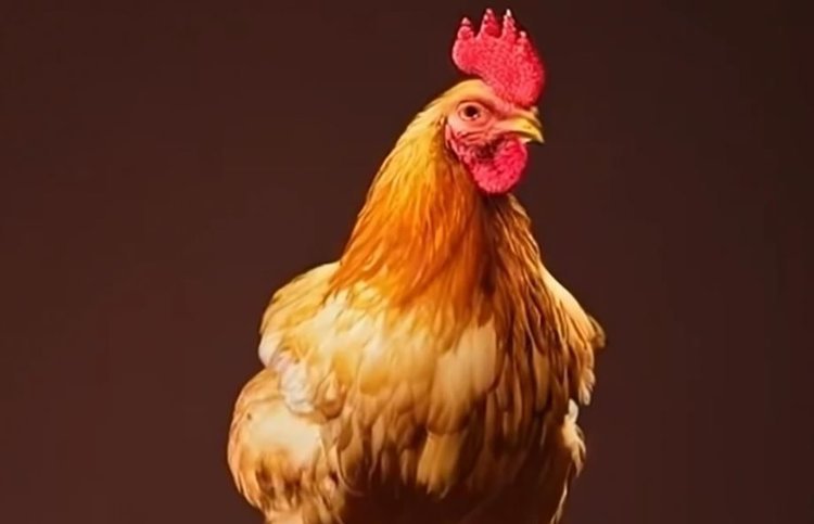 La avicultura intensiva provoca la aparición de cepas especialmente ...