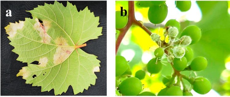 Fungicidas contra mildiu en uvas: técnica japonesa efectiva