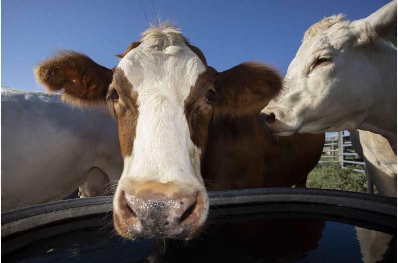 Sistema multicámara mejora salud y productividad de vacas lecheras
