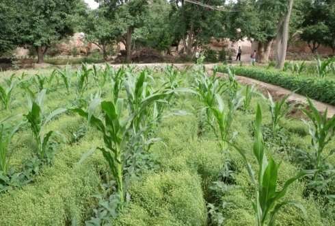 Cultivo intercalado: más rendimiento y menos fertilizantes📌