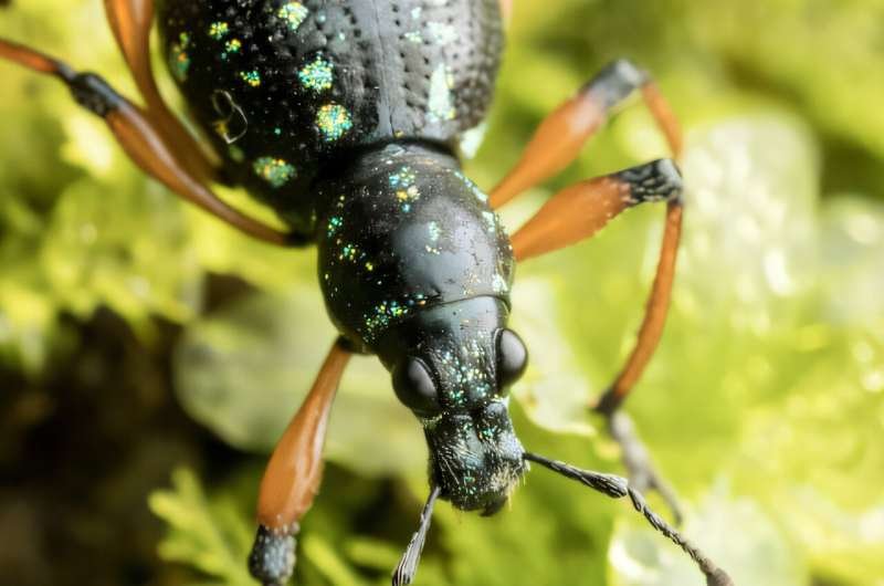 Estado de los insectos tropicales y su impacto