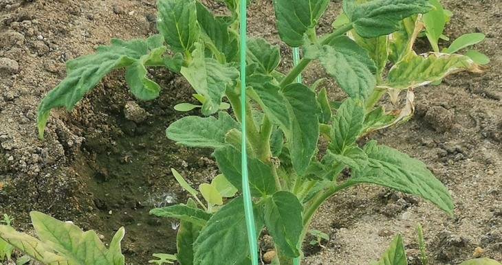 Tallo de tomate roto: ¿qué hacer? - Mundo Agropecuario