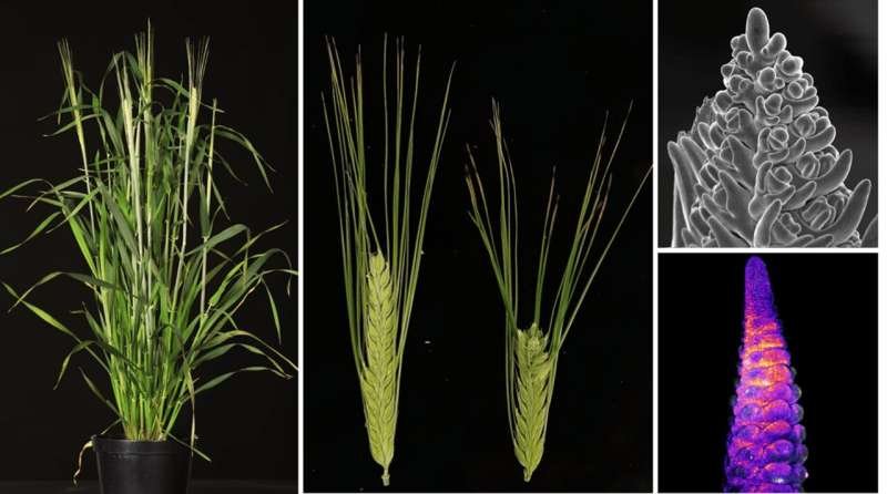 Cebada: Péptido-receptor controla inflorescencia y producción