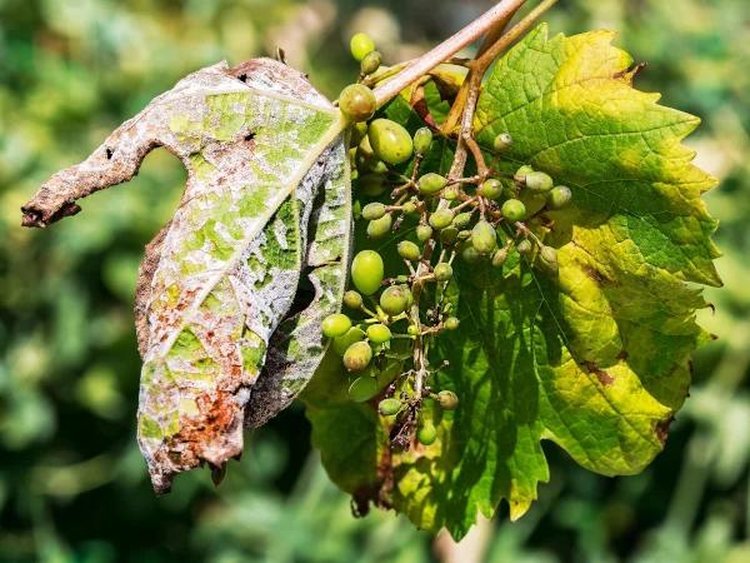Mildiú polvoroso de la uva: síntomas y control