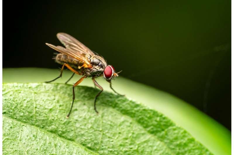 Una mosca carnívora se está extendiendo hacia el norte de Estados ...