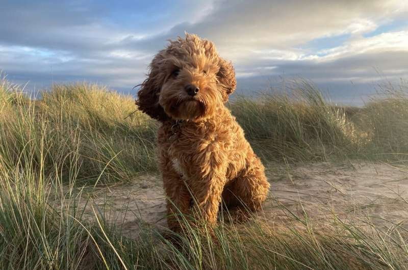 Un estudio sugiere que algunas razas de perros son más propensas a ...
