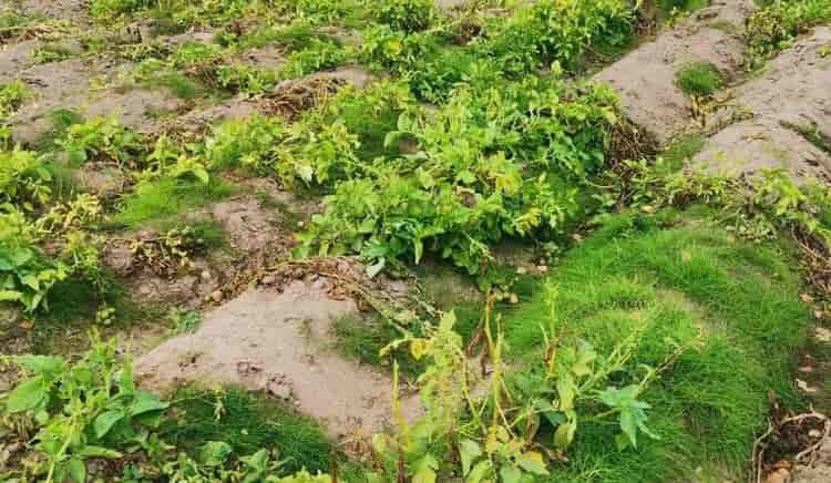 Científicos se unen contra el tizón de la papa globalmente