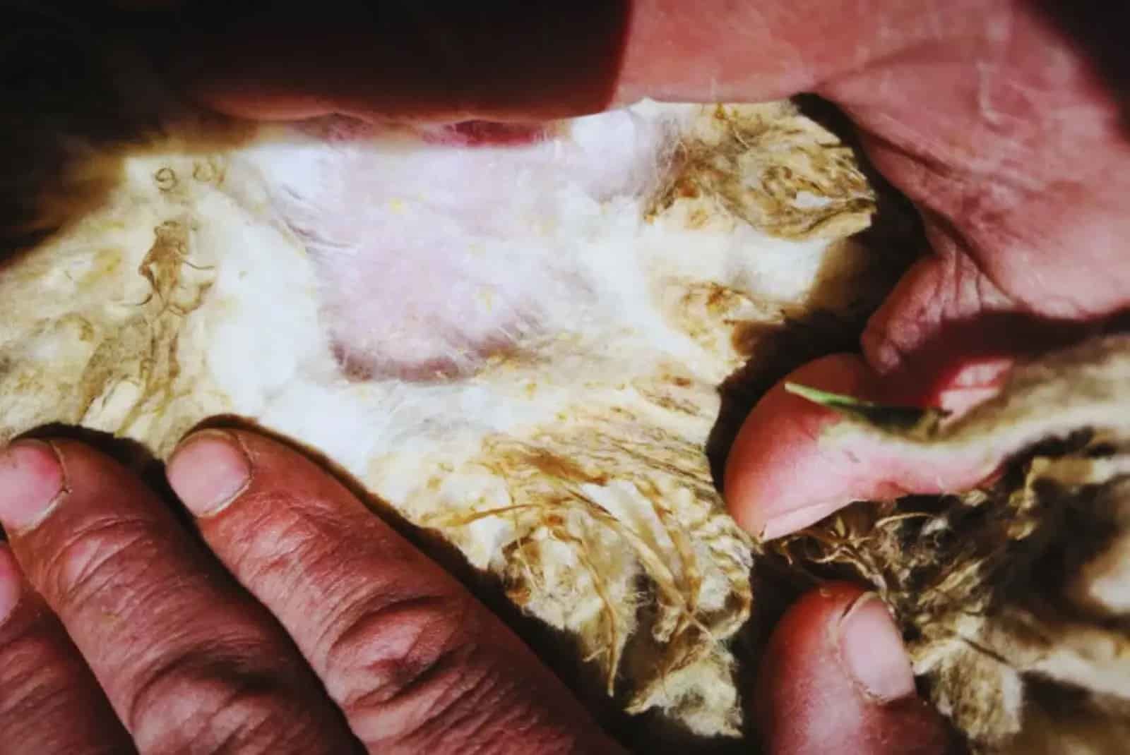 Sarna ovina: claves para una detección temprana y un control efectivo ...