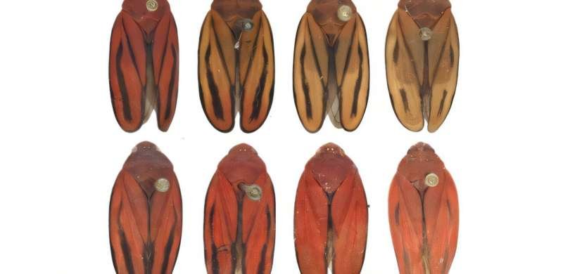 El descubrimiento de una nueva especie de salivazo explica pérdidas ...