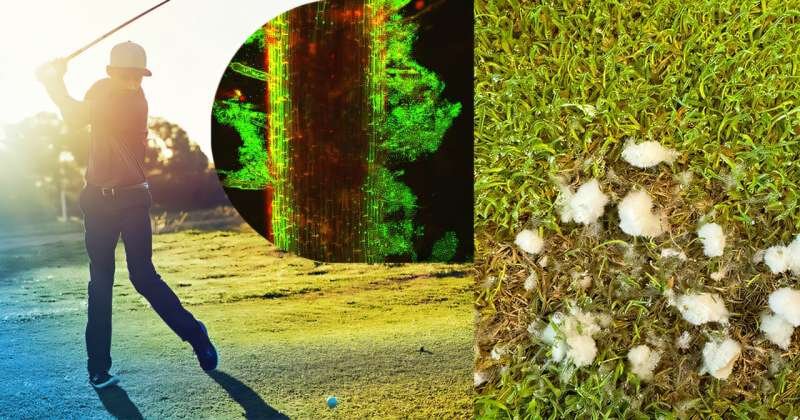 Cómo un patógeno fúngico pone en riesgo los céspedes de campos ...